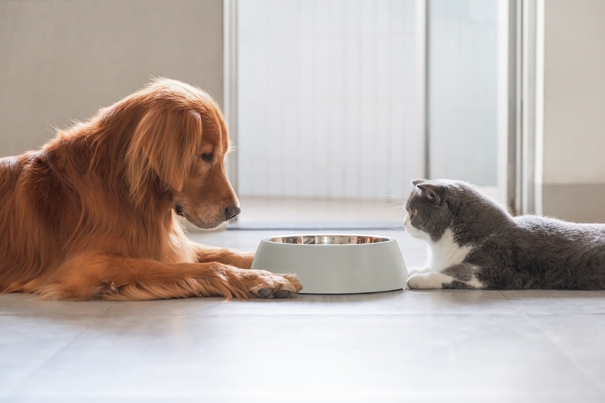 Inflammatory Bowel Disease in Dogs and Cats - Aqua Animal Care Center